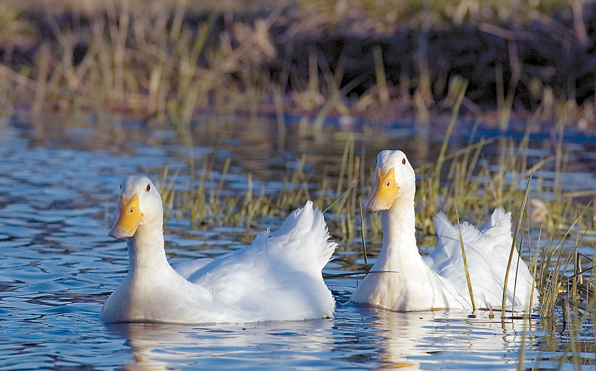 Build a Pond – Mother Earth News